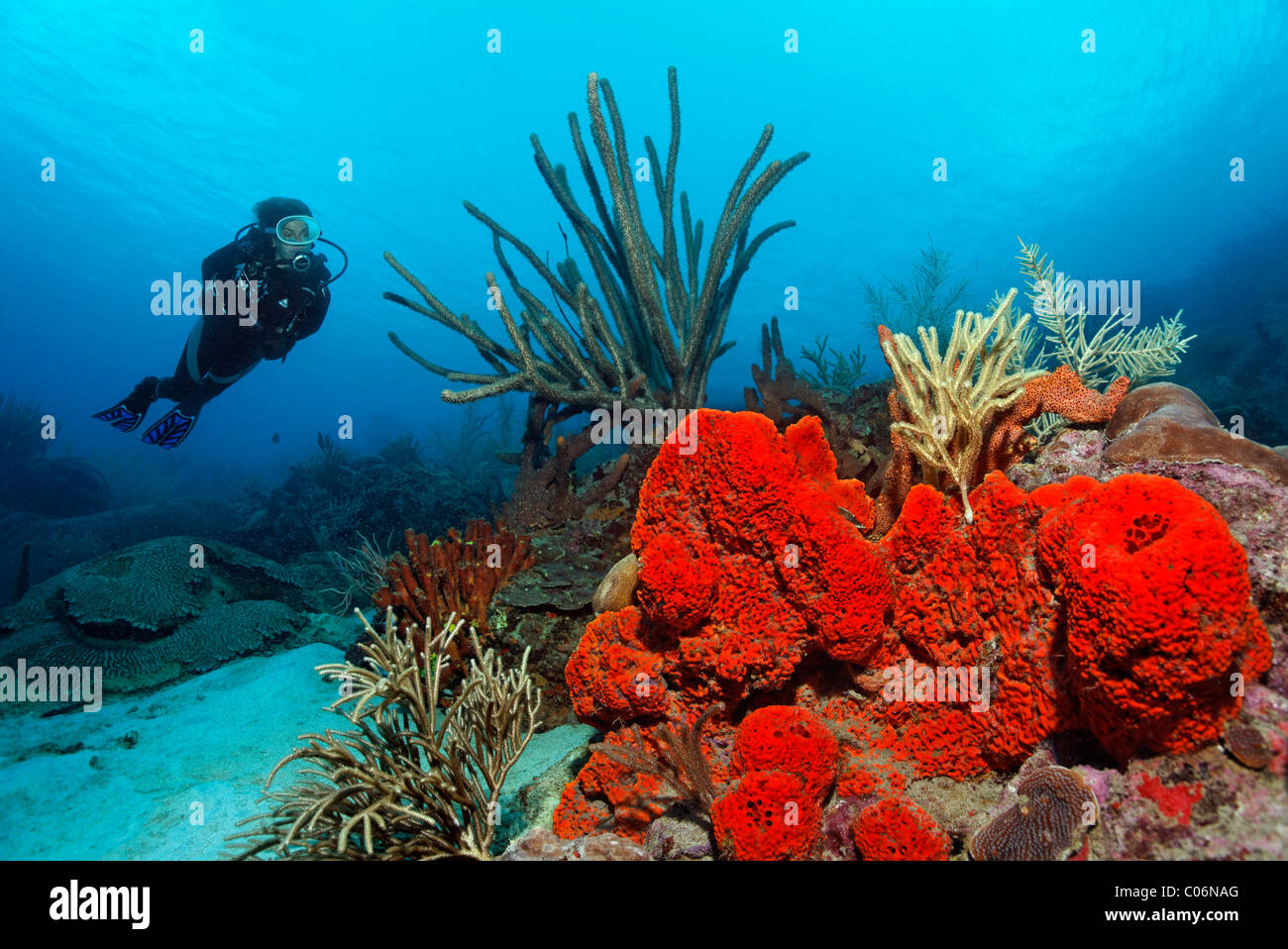 Scuba diver observing a coral reef, Orange Elephant Ear Sponge (Agelas ...