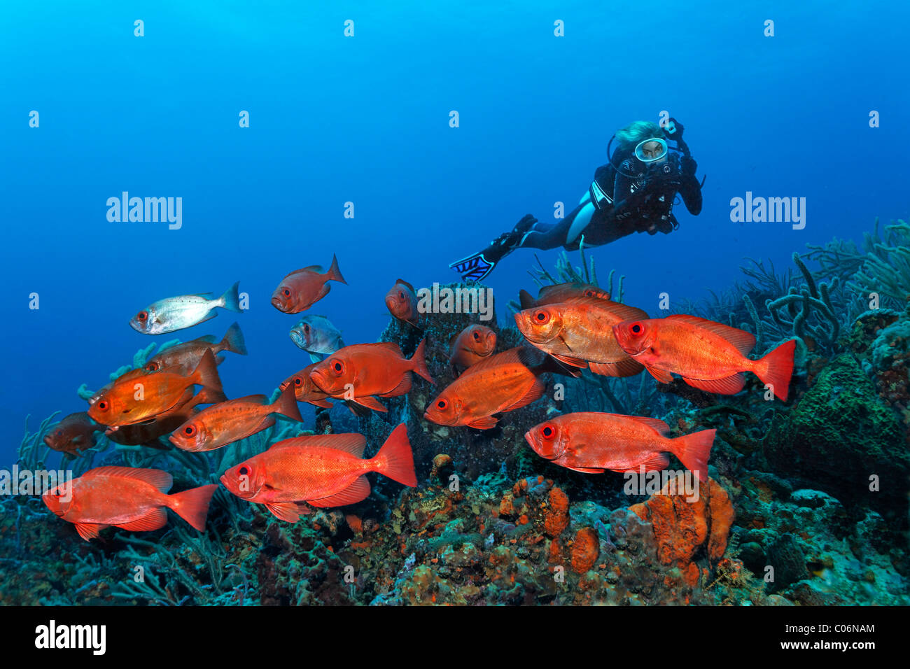 Scub diver with an underwater camera, underwater photographer, shoal of ...