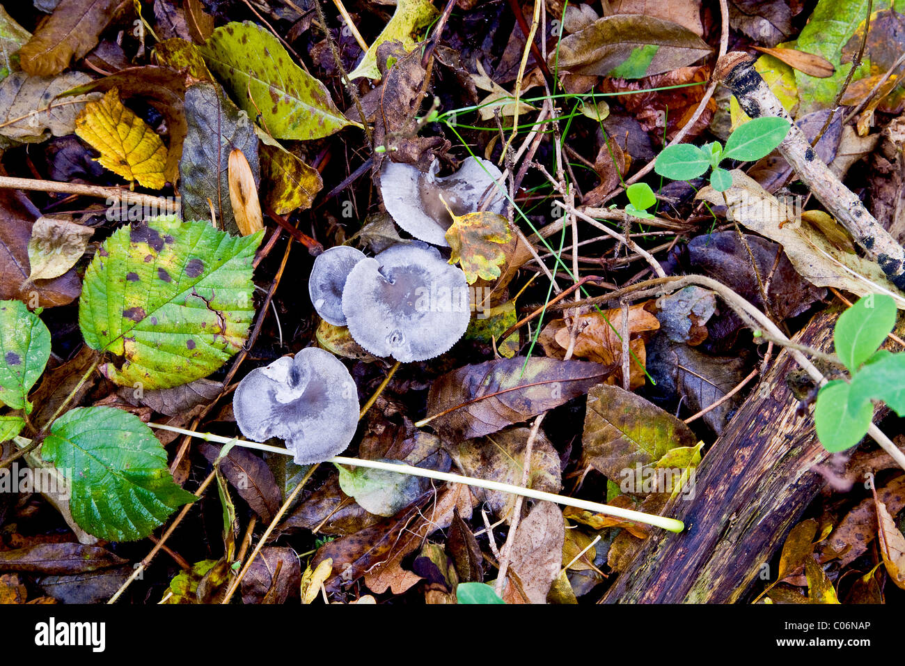 Blue fungi hi-res stock photography and images - Alamy