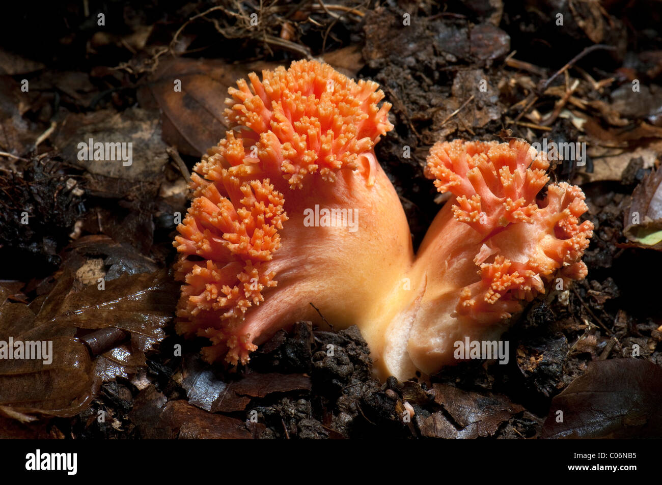 Beautiful Clavaria (Ramaria formosa), fruiting body on the forest floor ...