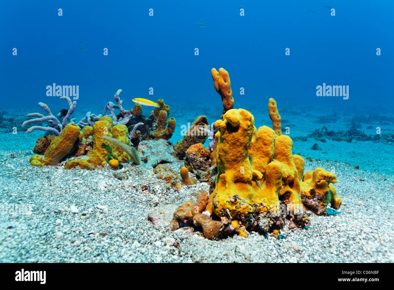 Blue headed wrasse hi-res stock photography and images - Alamy