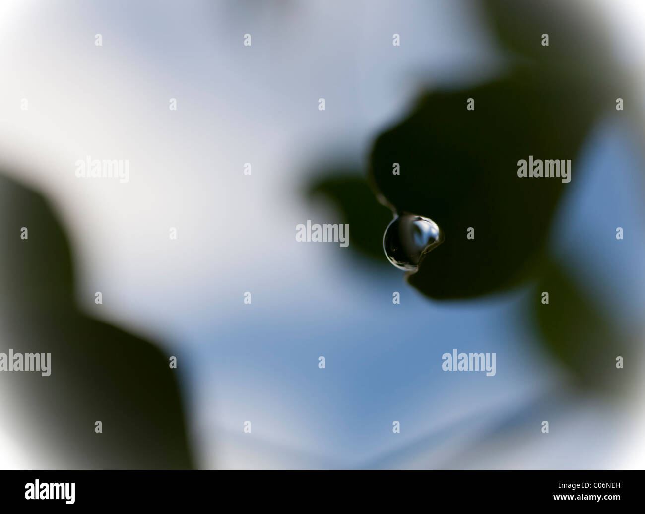 Water drop on leaf tip Stock Photo - Alamy