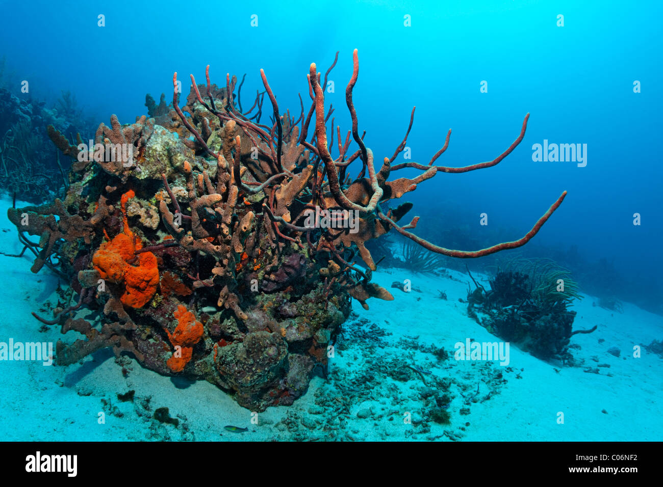 Coral reef, coral block, overgrown, various multicoloured sponges and ...