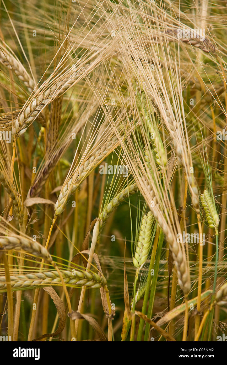 Bearded barley hi-res stock photography and images - Alamy