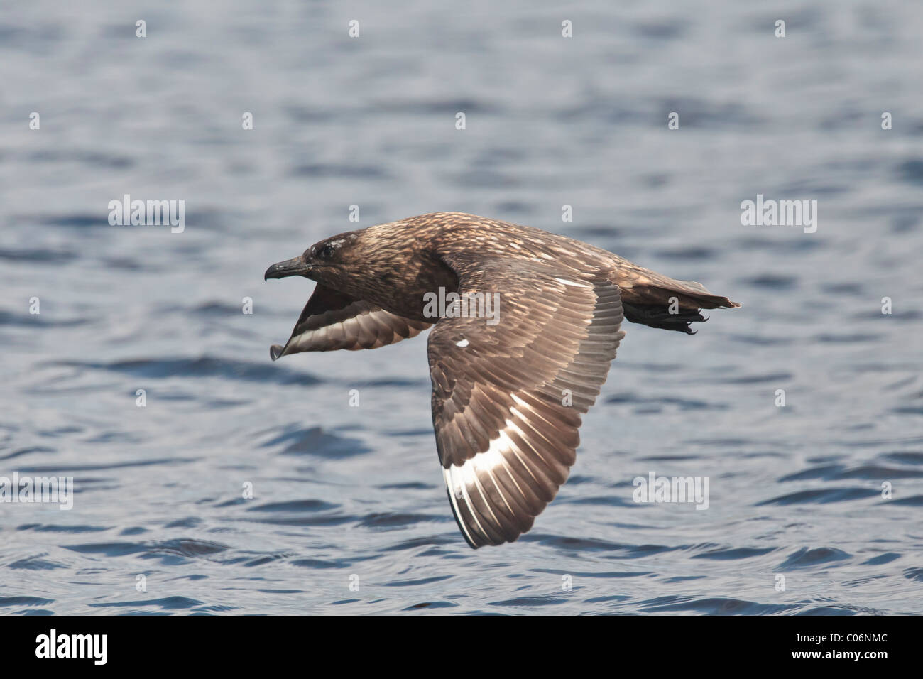 Great skua in flight against a clear blue sky Stock Photo - Alamy