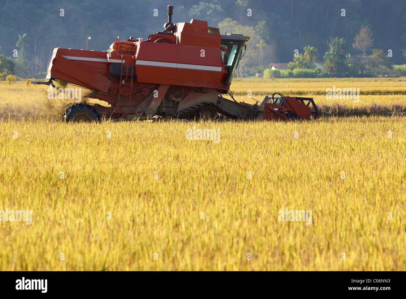 Rice farming brazil hi-res stock photography and images - Alamy
