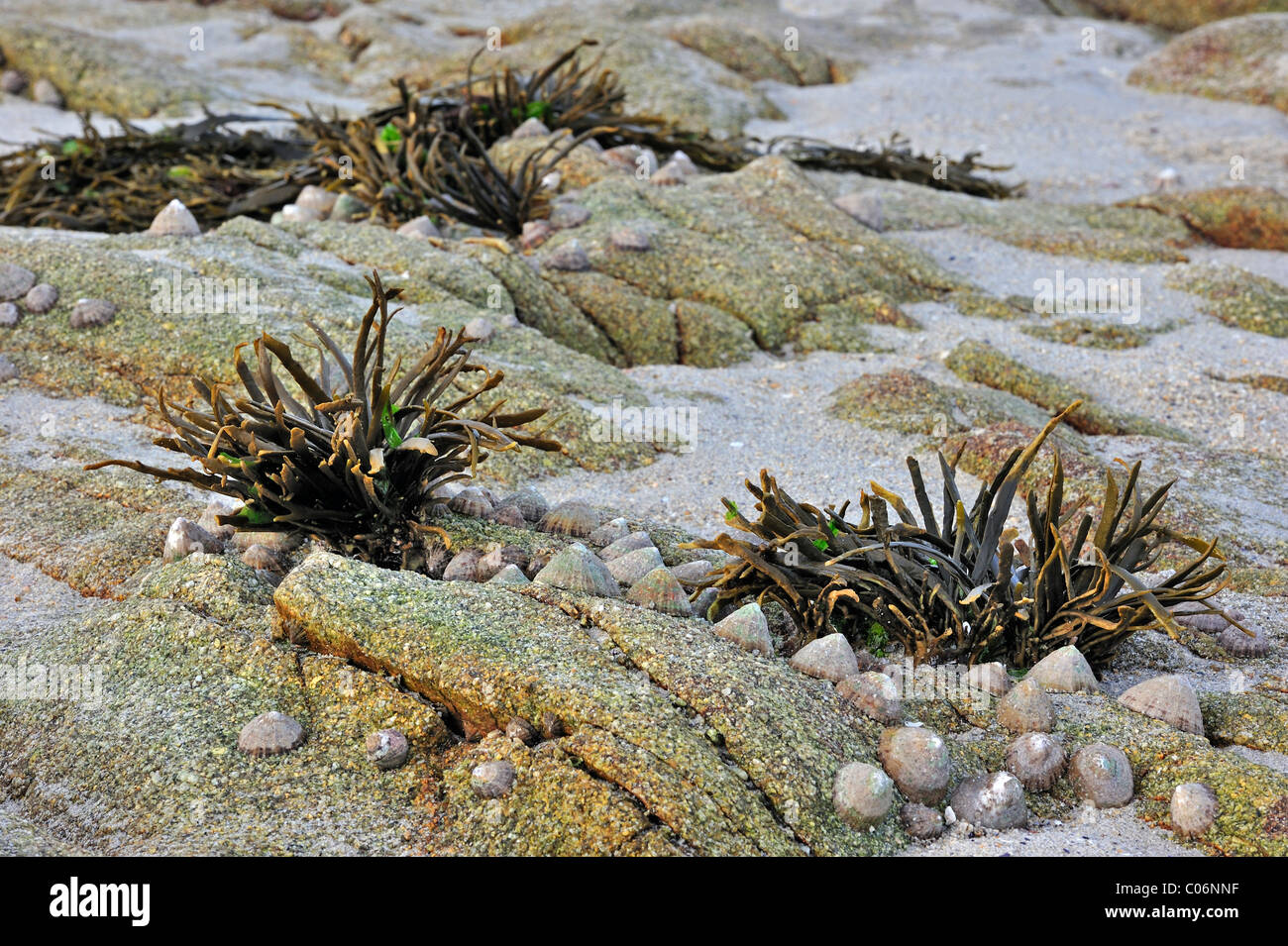 Channelled / Channel wrack (Pelvetia canaliculata) and Limpets (Patella ...