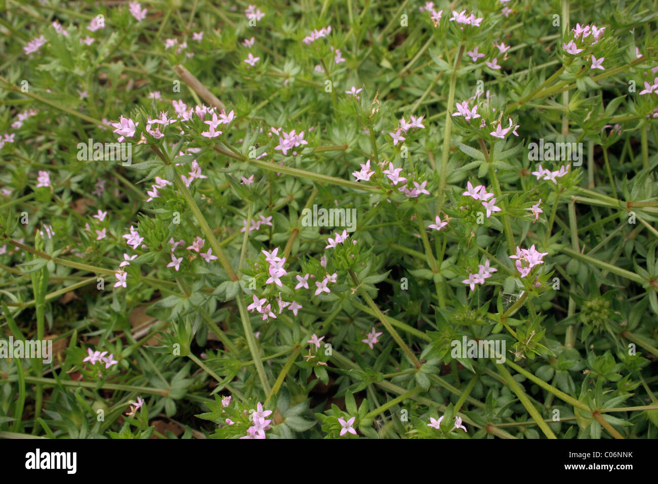 Field madder hi-res stock photography and images - Alamy