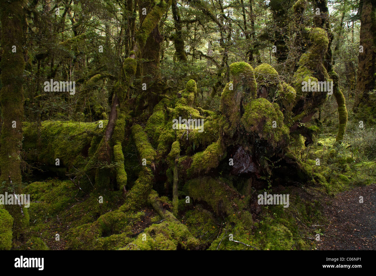 moss in New Zealand mountain rainforest in Fjordland Nationalpark at ...