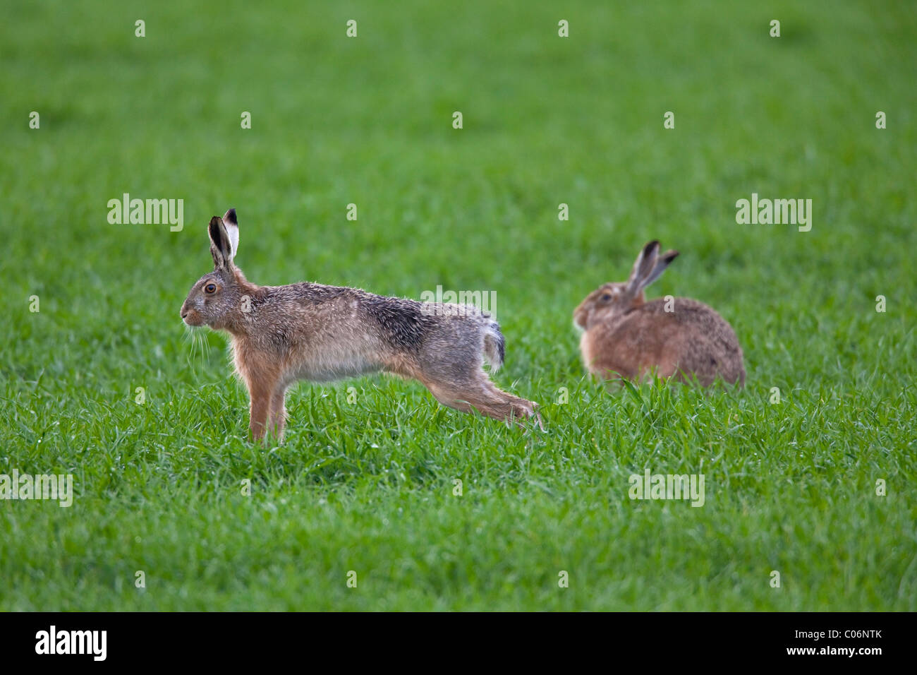 European Hare (Lepus europaeus) stretching hind legs in grassland ...