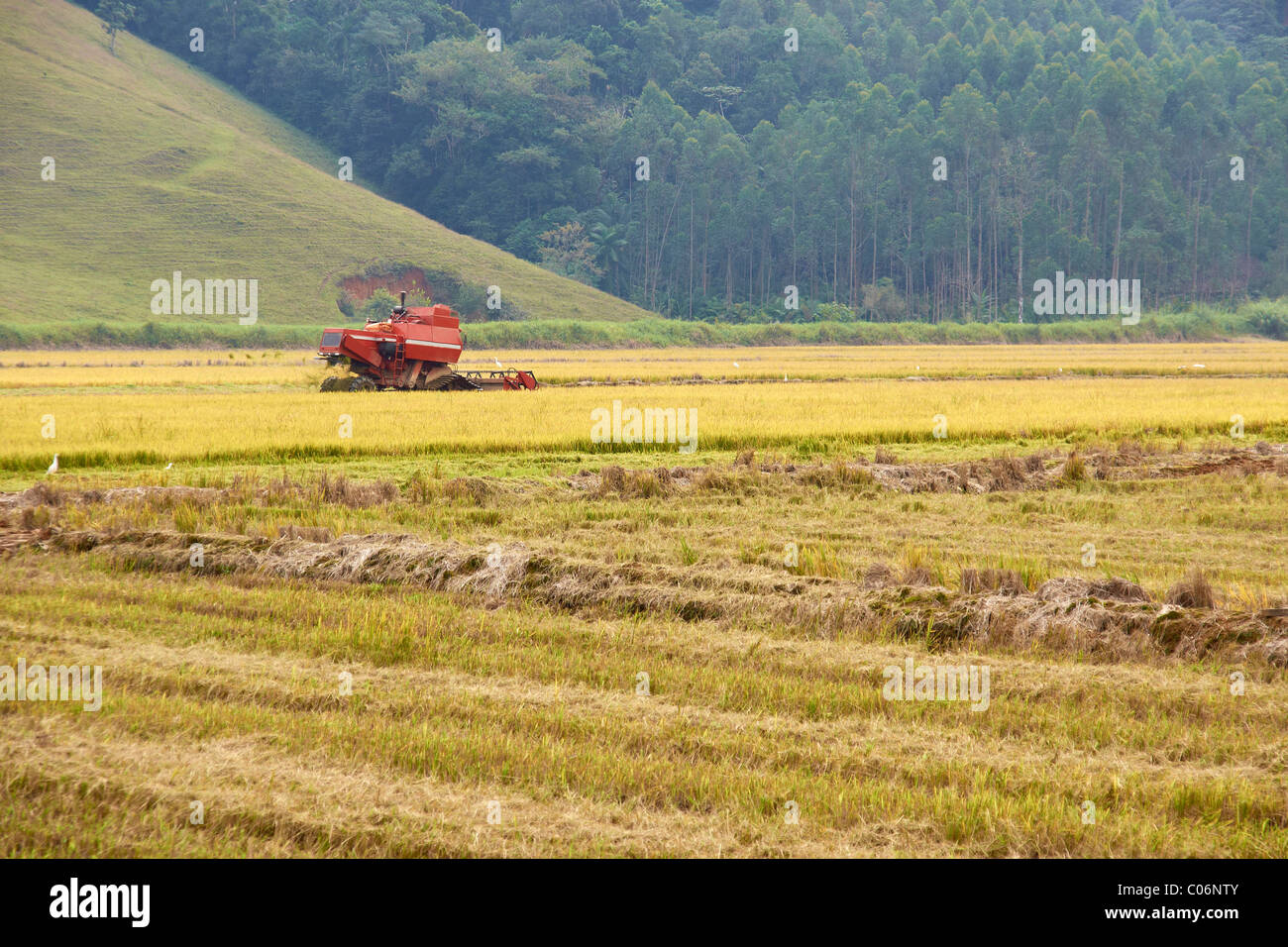 Rice farming brazil hi-res stock photography and images - Alamy