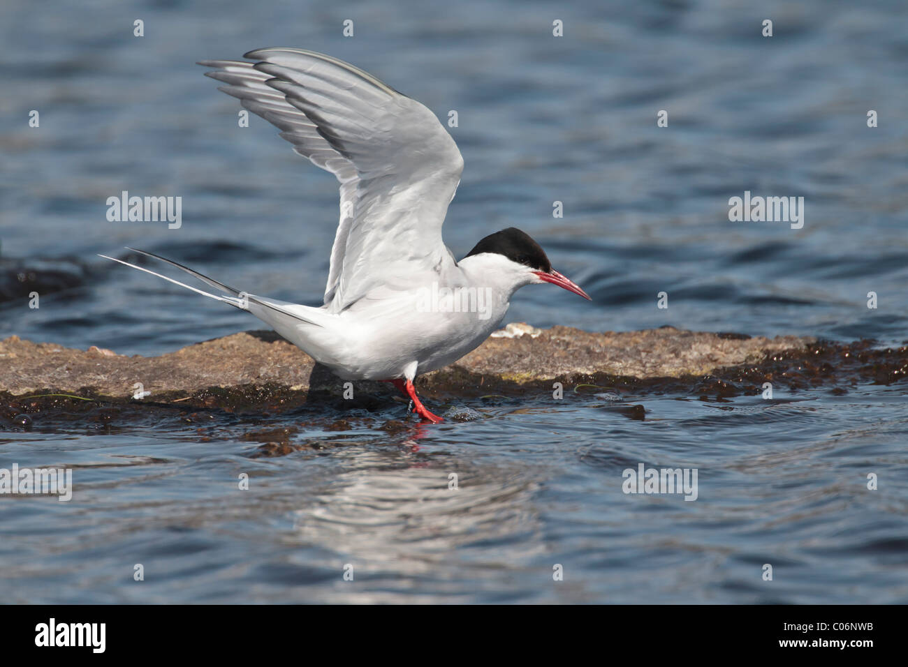 Freshwater hunt hi-res stock photography and images - Alamy