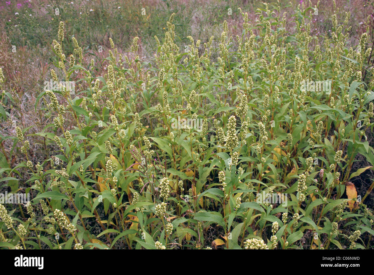 Pale persicaria (Persicaria lapathifolia : Polygonaceae), UK. pale ...