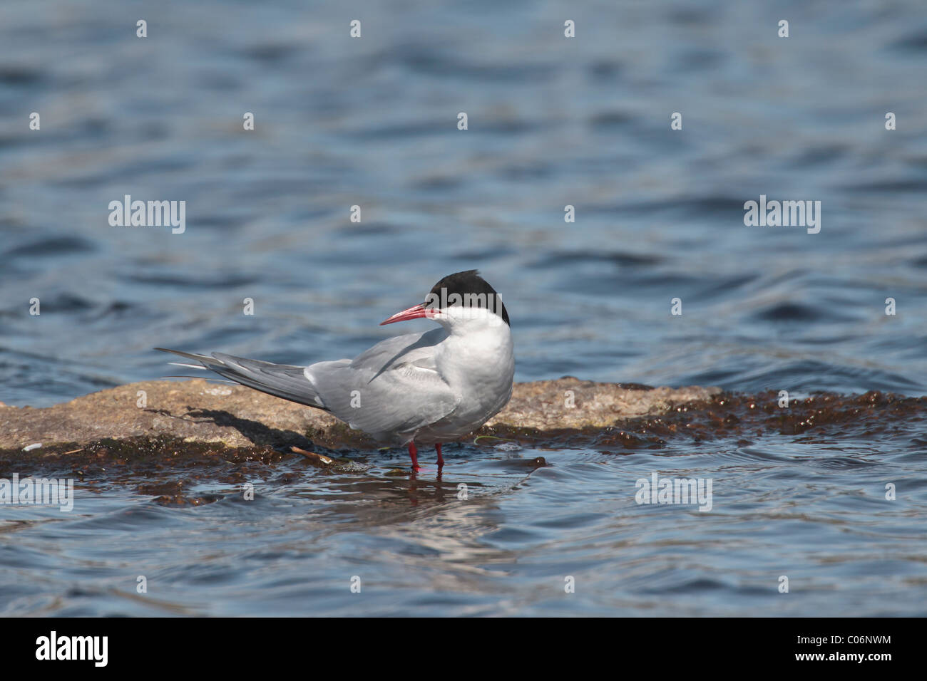 Arctic tern in a fresh water lake Stock Photo - Alamy