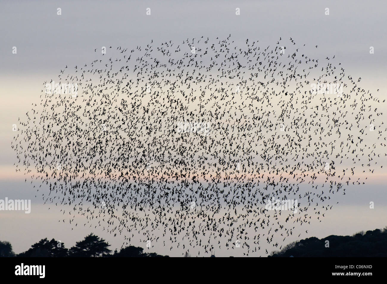 A flock of Starlings at Conwy RSPB reserve Stock Photo - Alamy