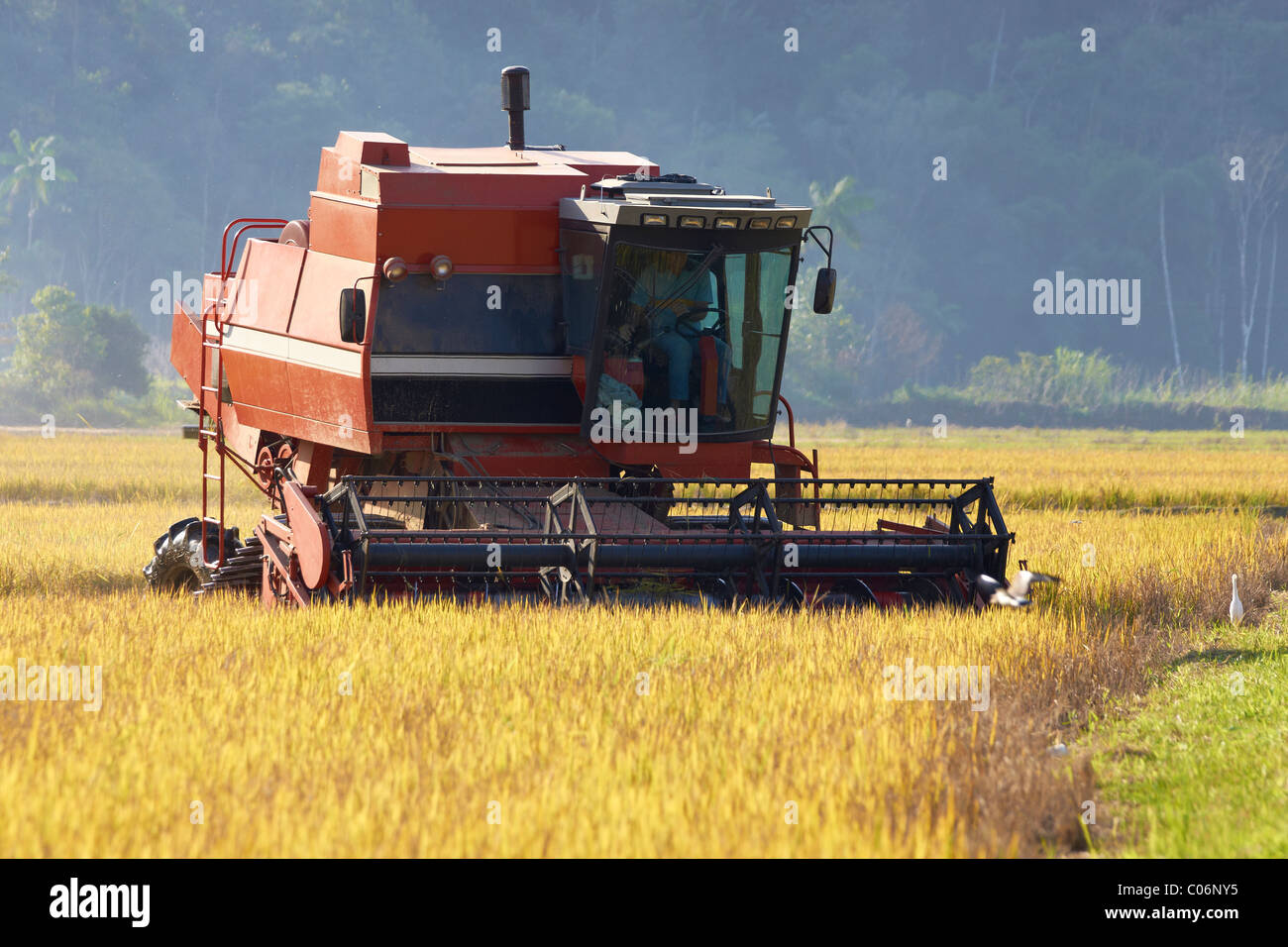 Rice farming brazil hi-res stock photography and images - Alamy