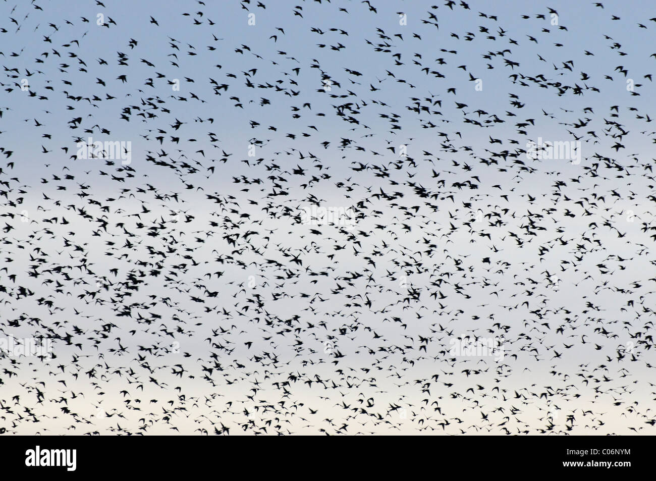 A large flock of Starlings at Conwy RSPB reserve Stock Photo - Alamy