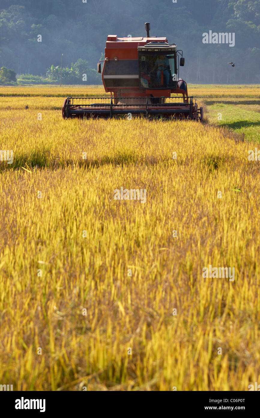 Rice farming brazil hi-res stock photography and images - Alamy