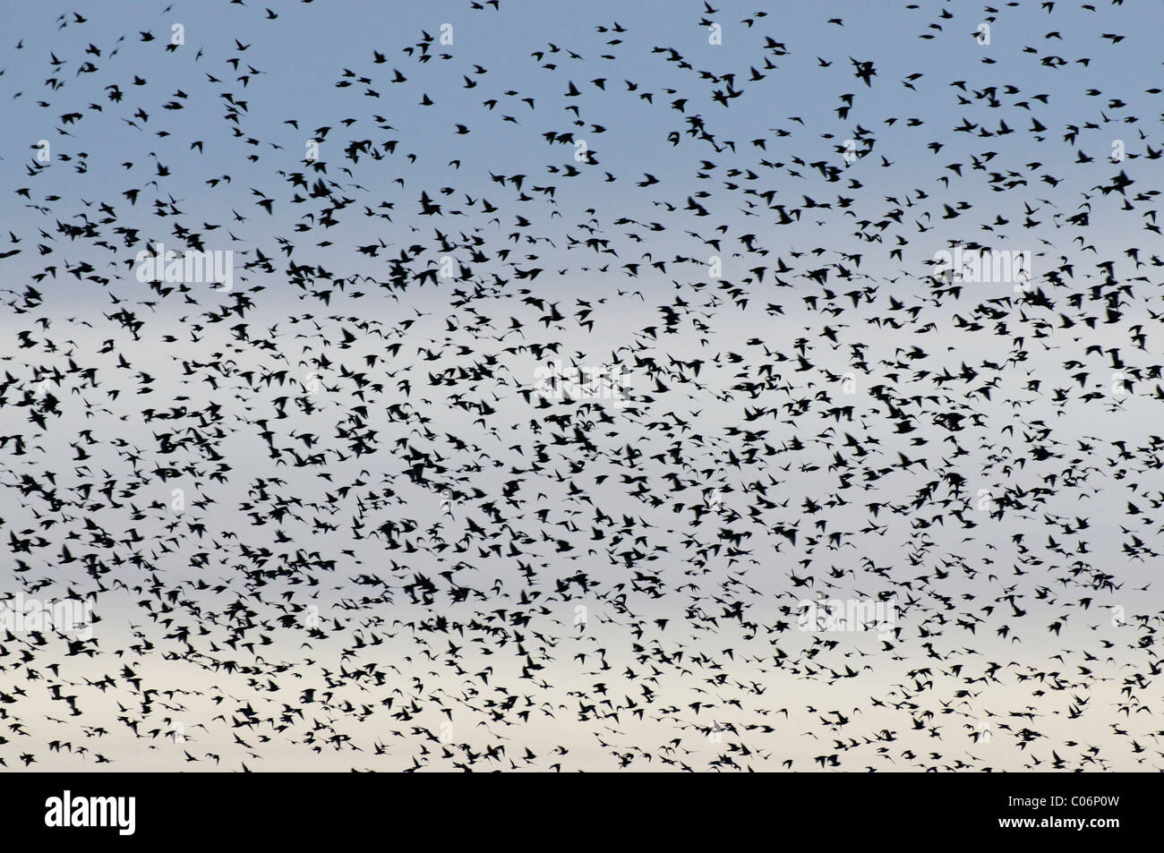 Starlings Murmuration Large Flock Roost High Resolution Stock ...