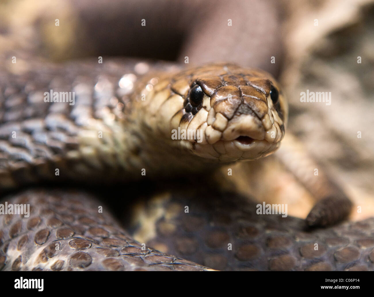 Naja Annulifera snake reptile Cobra Stock Photo - Alamy