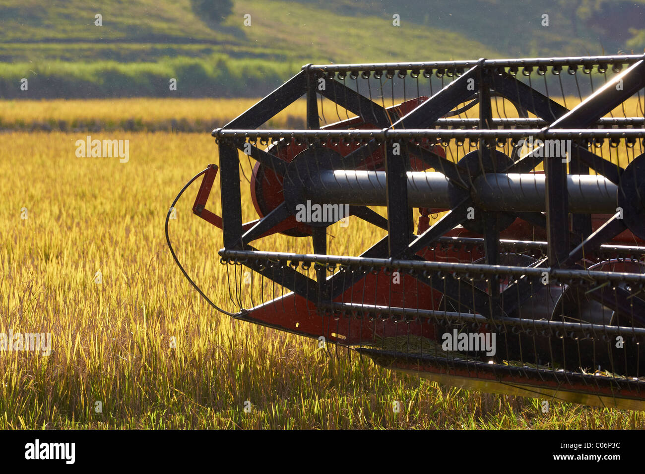 Rice farming brazil hi-res stock photography and images - Alamy