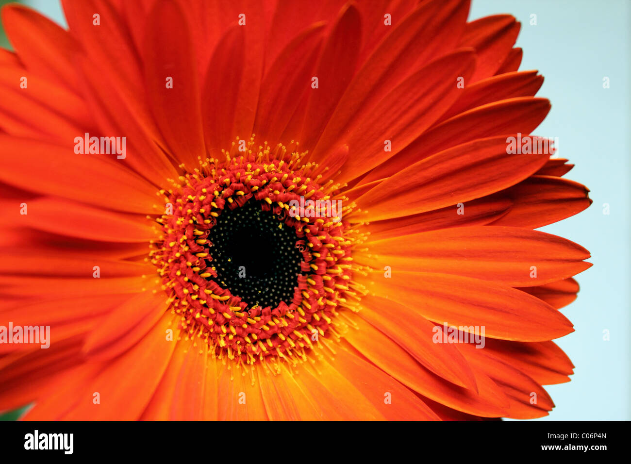 Dynamic crop of a single red gerber daisy flower Stock Photo - Alamy