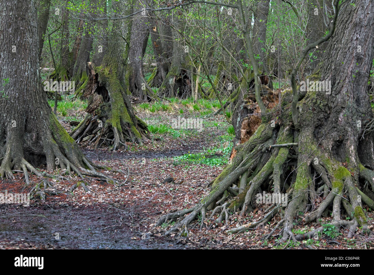 European Alder, Black Alder (Alnus glutinosa) trees in marshland ...