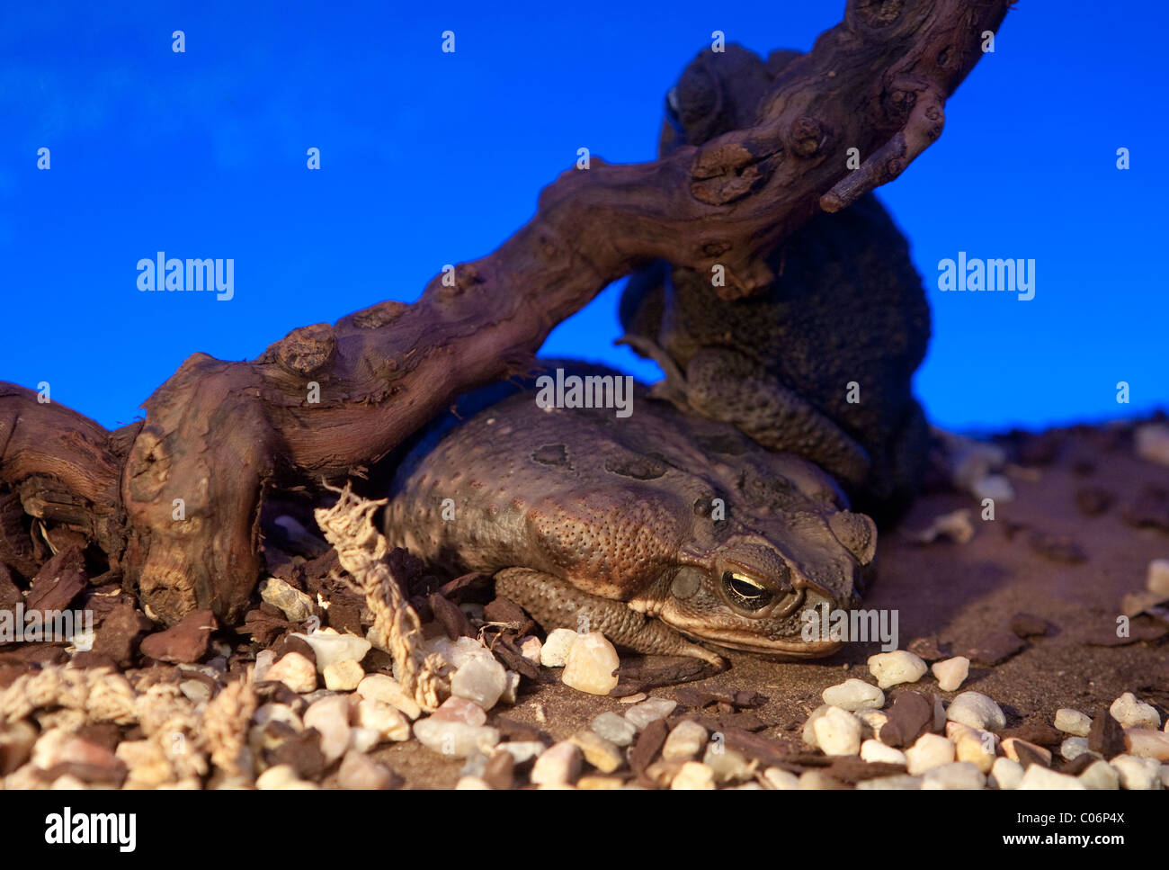 Bufo Marinus "Toad Cane" Toad giant Stock Photo - Alamy