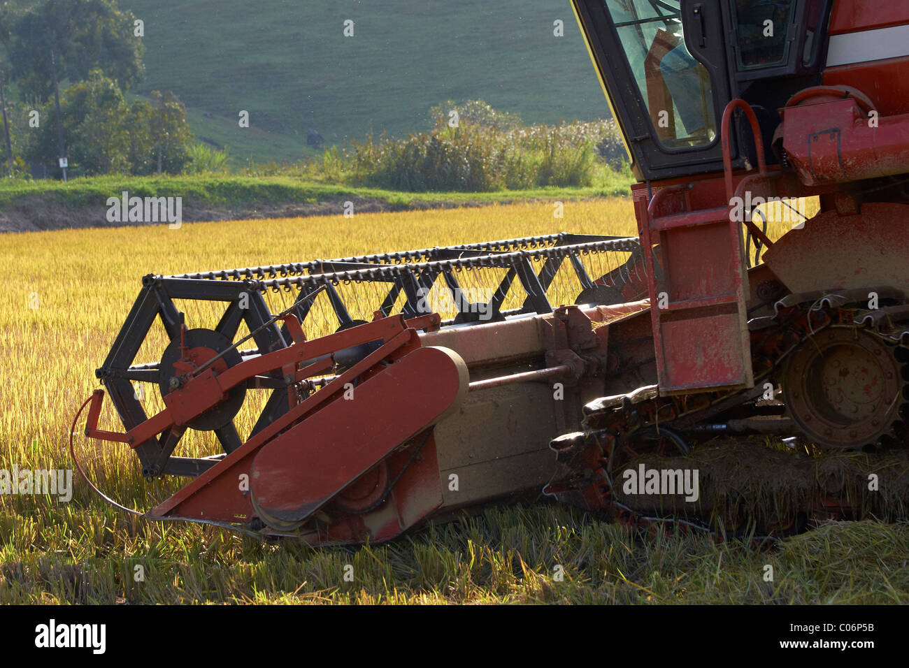 Rice farming brazil hi-res stock photography and images - Alamy