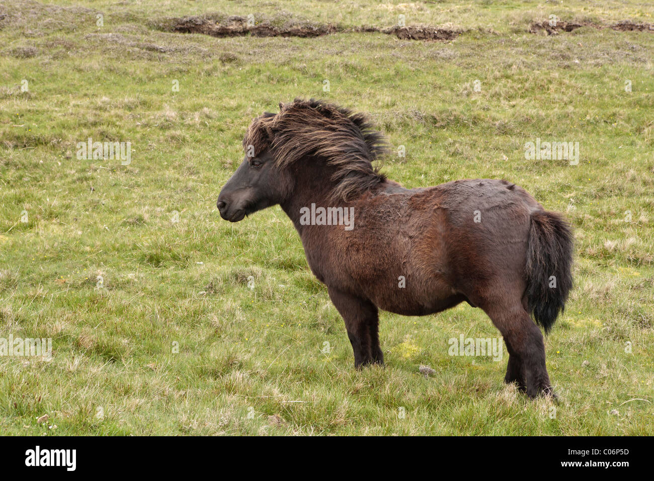 Shetland pony in a moorland setting Stock Photo - Alamy