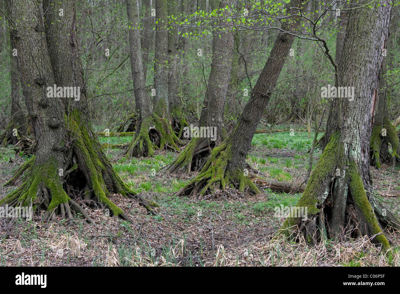 European Alder, Black Alder (Alnus glutinosa) trees in marshland ...