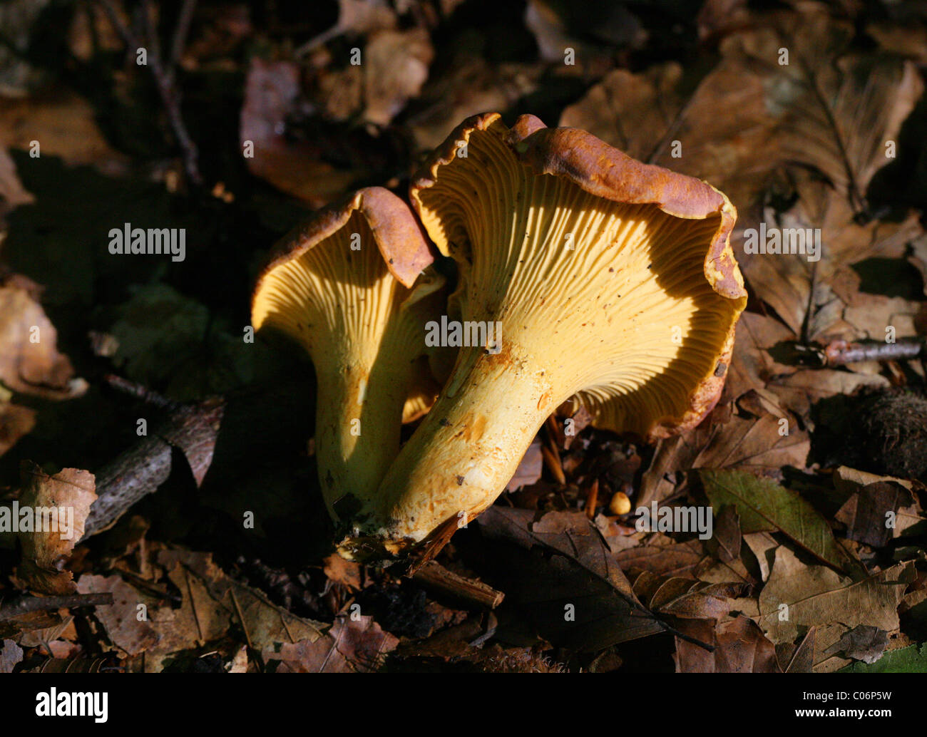 Chanterelle or Girole Mushroom, Cantharellus cibarius, Cantharellaceae ...
