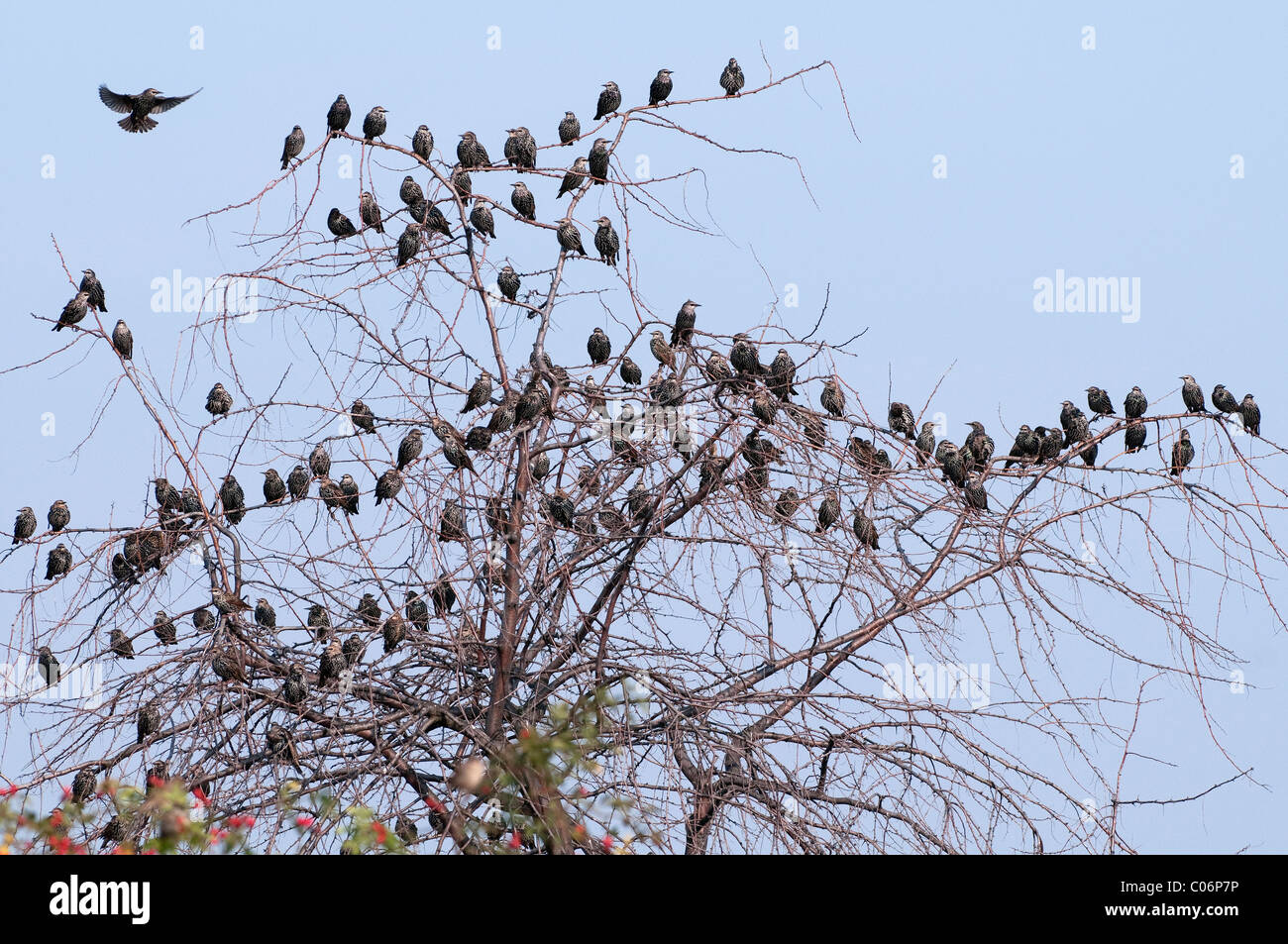 Starling flock hi-res stock photography and images - Alamy