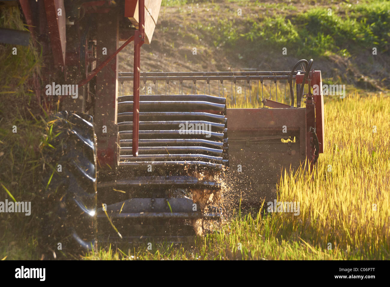 Rice farming brazil hi-res stock photography and images - Alamy