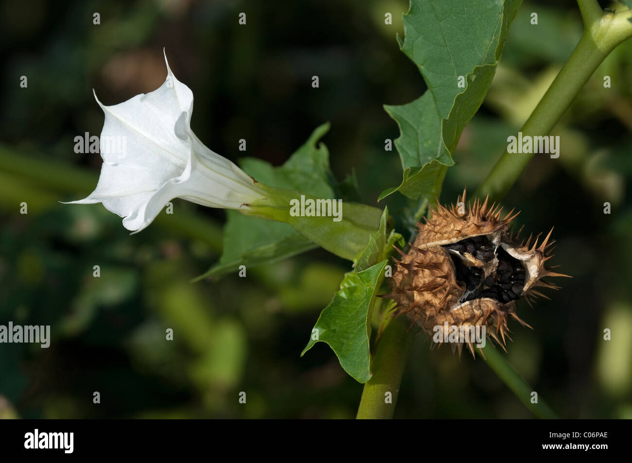 Thorn Apple (Datura stramonium). Twig with flower and ripe, open fruit ...