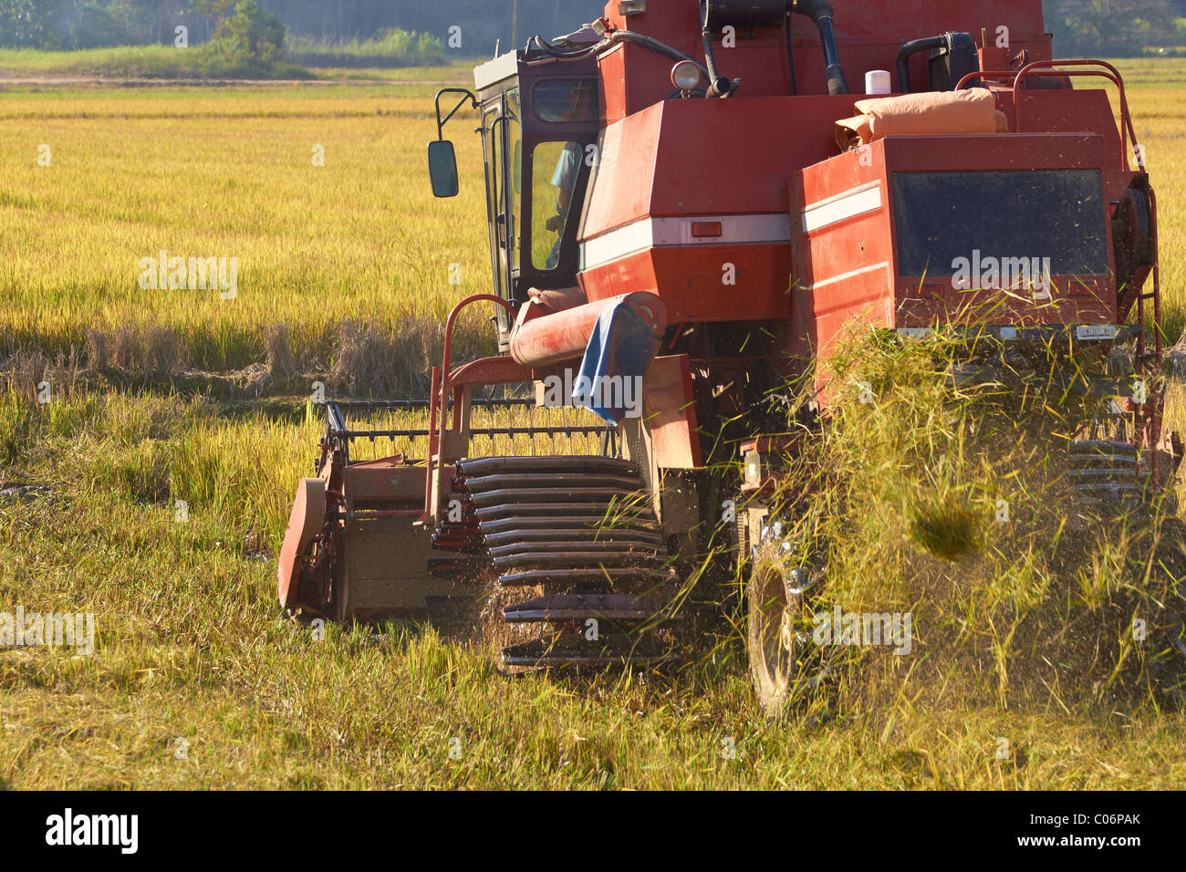 Rice farming brazil hi-res stock photography and images - Alamy