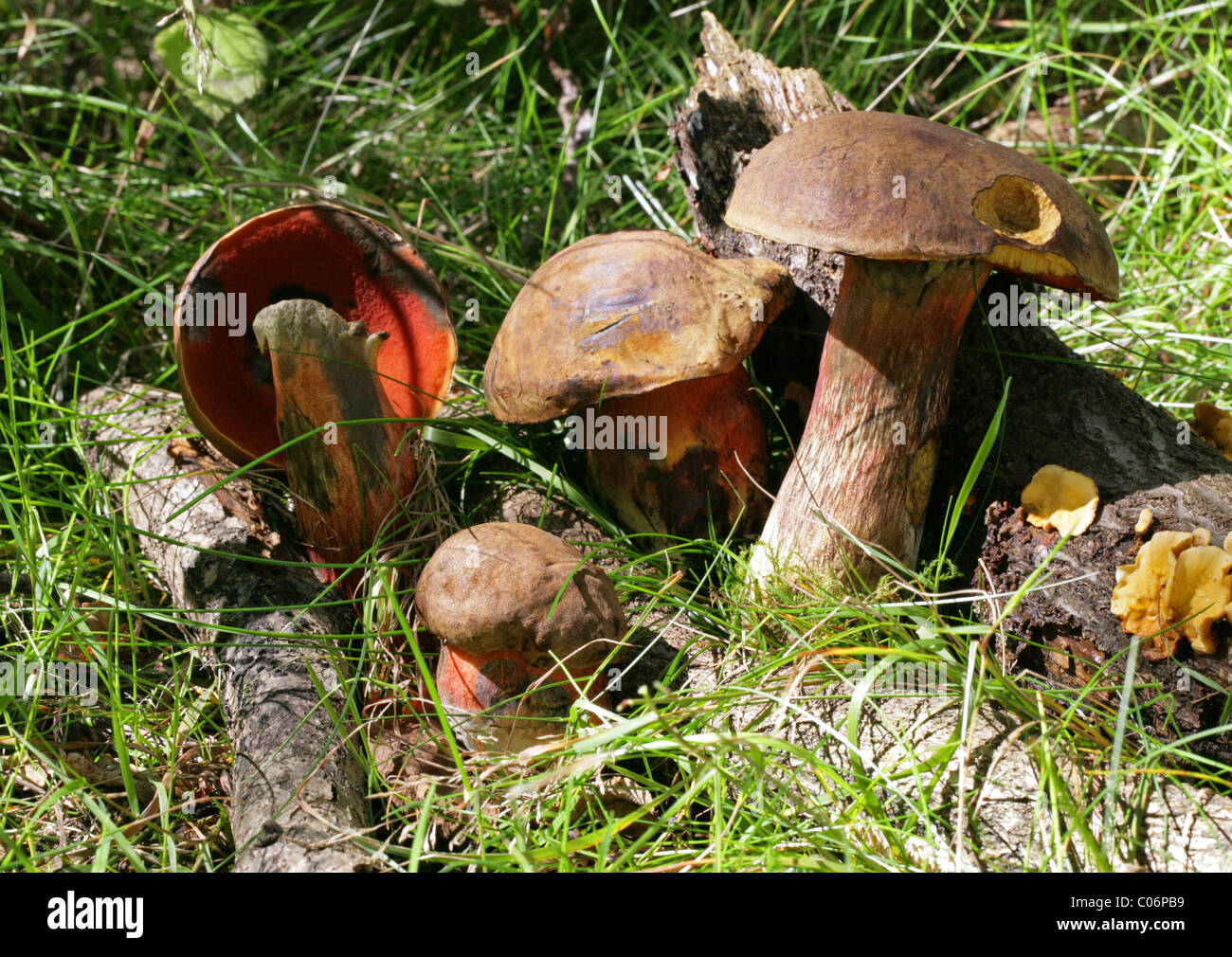 Dotted Stem Bolete, Boletus luridiformis (Syn. B. erythropus ...