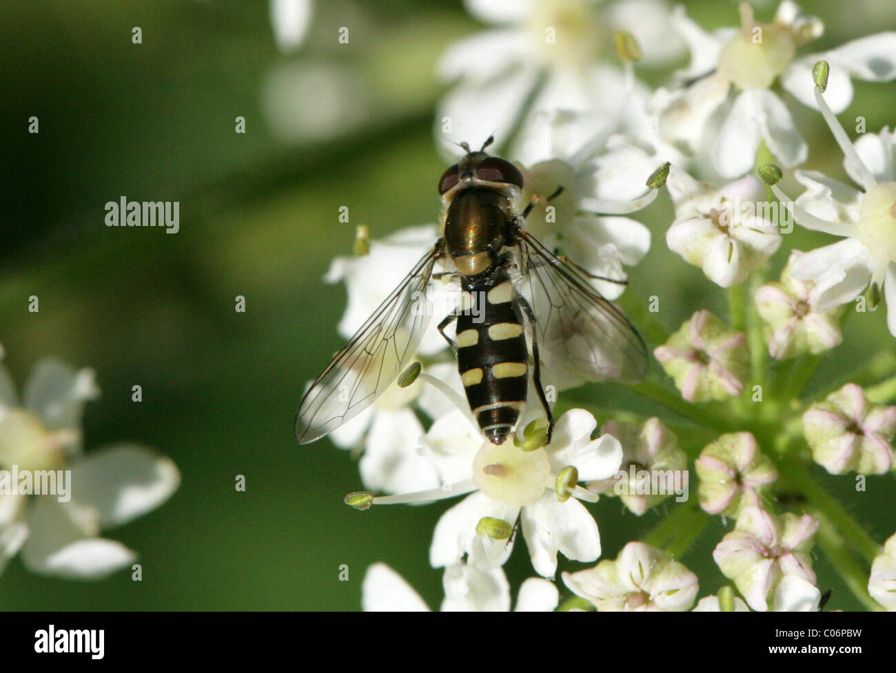 Hoverfly, Eupeodes corollae, Syrphidae, Diptera. Syn. Eupeodes consisto, Musca consisto, Syrphus ...