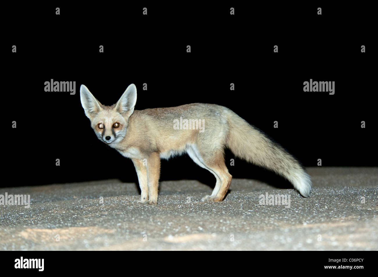 Sand Fox in the White Desert Western Egypt Stock Photo - Alamy