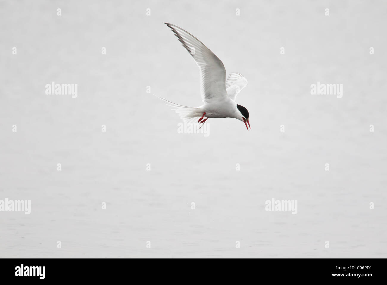 Arctic tern in flight over a freshwater loch Stock Photo - Alamy