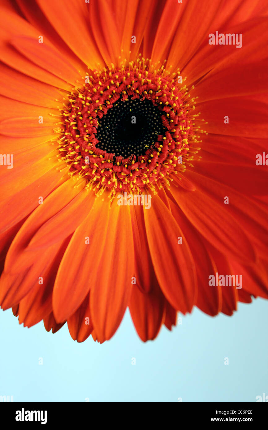 Simple daisy flower hi-res stock photography and images - Alamy