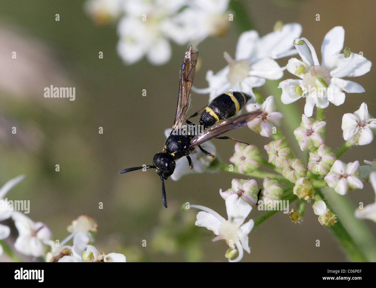 Field Digger Wasps High Resolution Stock Photography and Images - Alamy