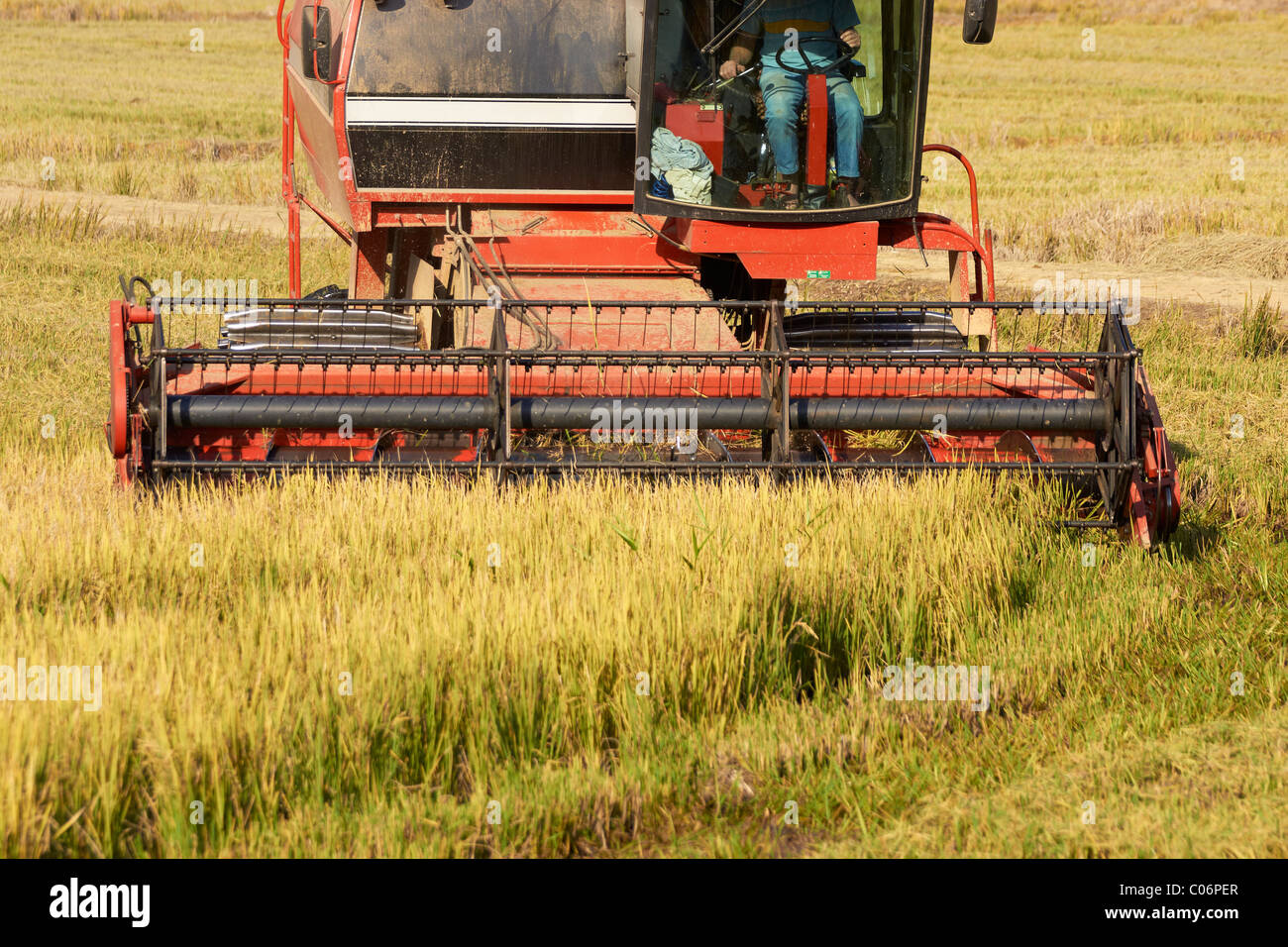 Rice farming brazil hi-res stock photography and images - Alamy