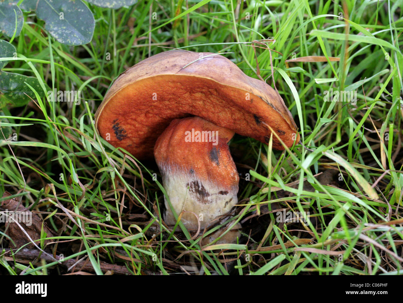 Dotted Stem Bolete, Boletus luridiformis (Syn. B. erythropus ...