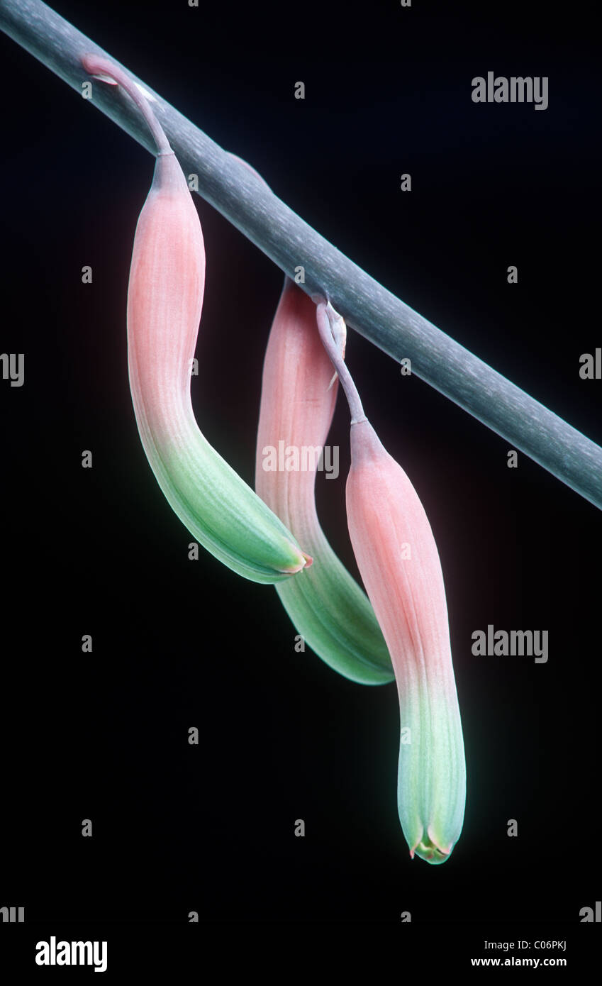 Gasteria batesiana, flower, South Africa Stock Photo - Alamy