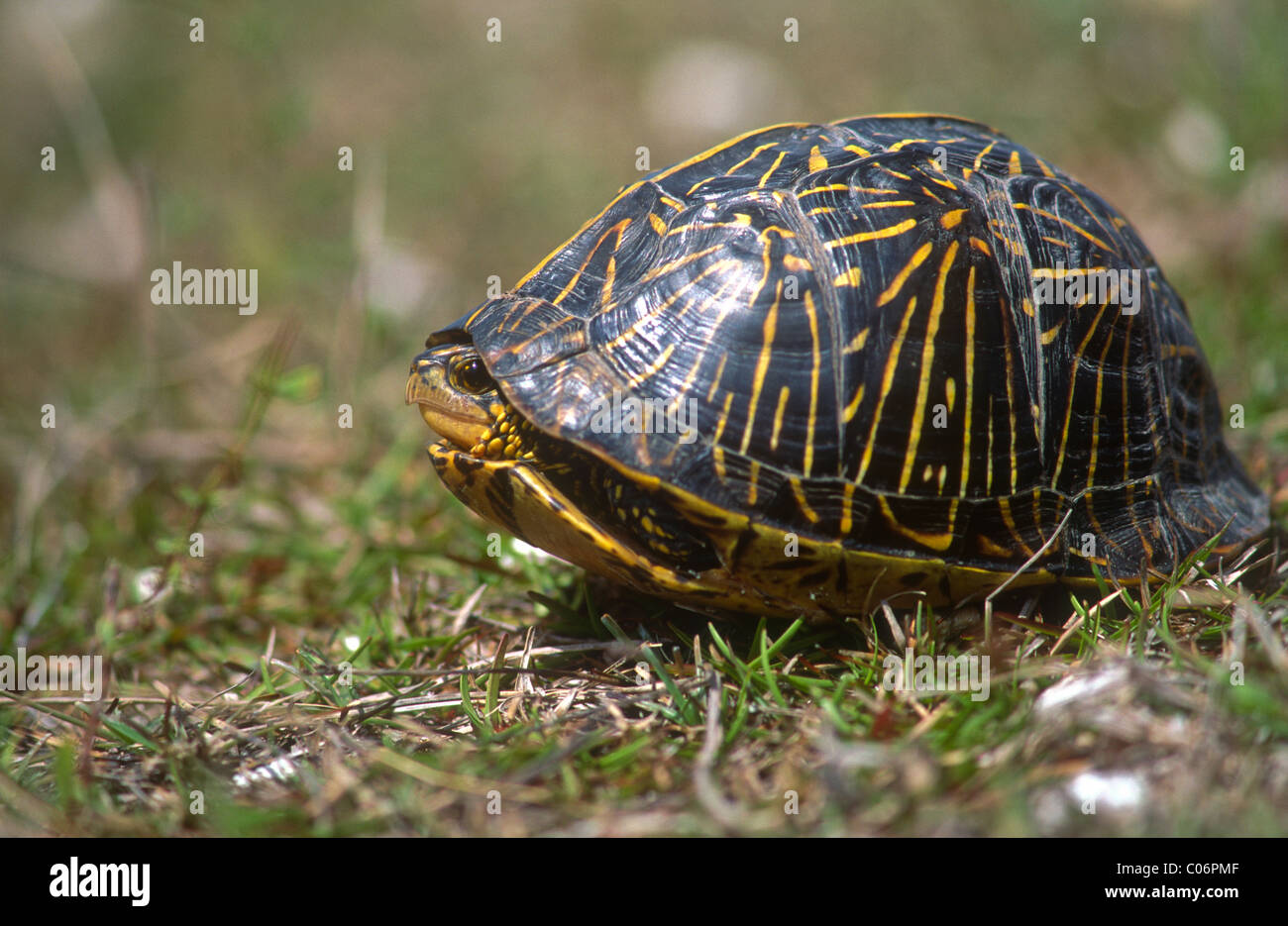 Hinged shell hi-res stock photography and images - Alamy