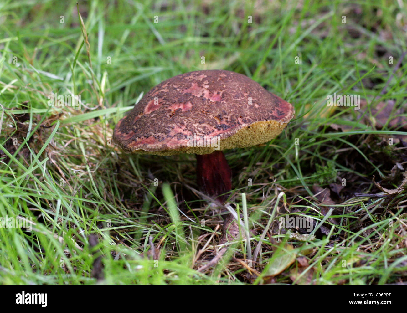 Red cracking boletus hi-res stock photography and images - Alamy