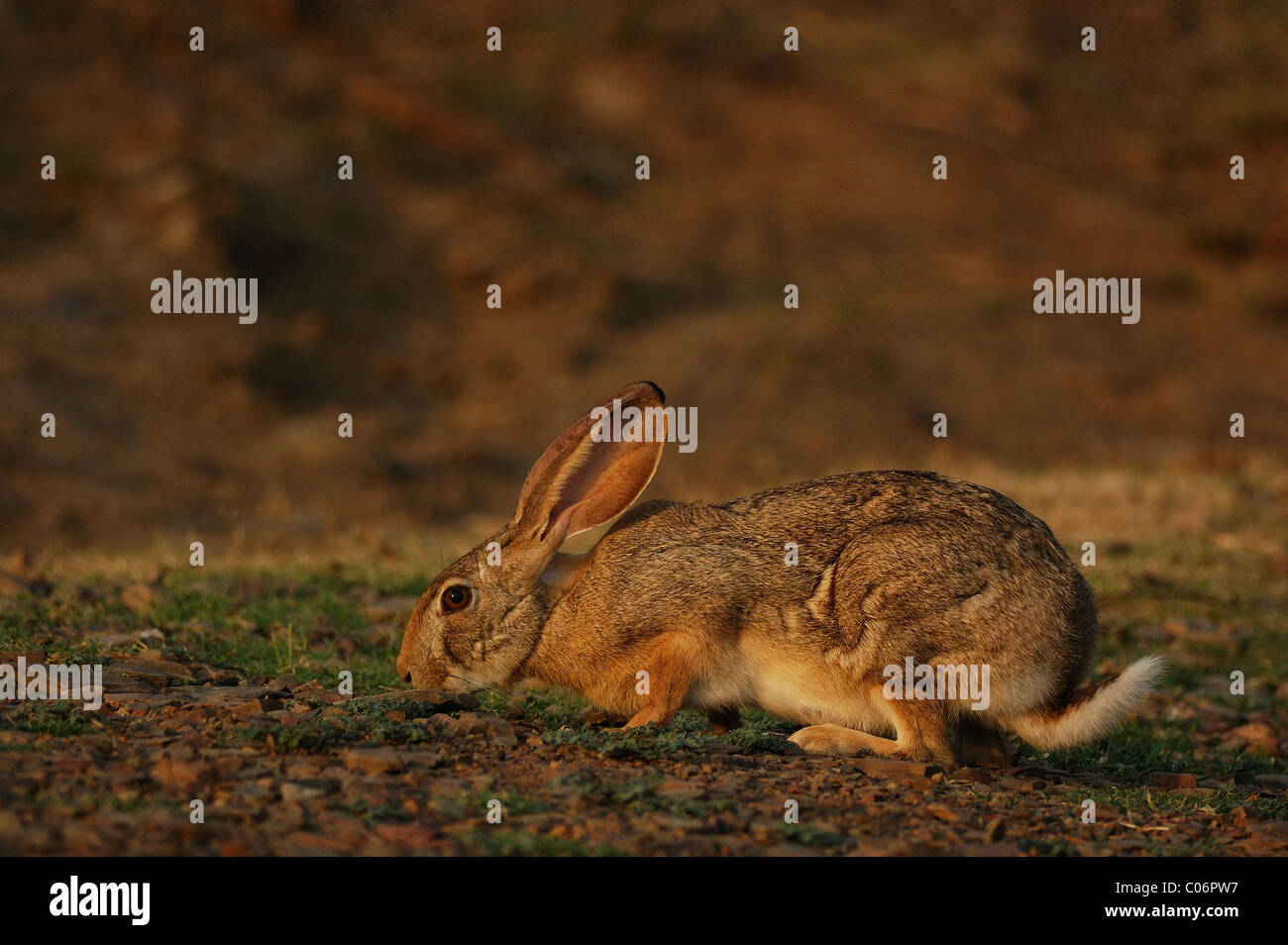 Indian hare hi-res stock photography and images - Alamy
