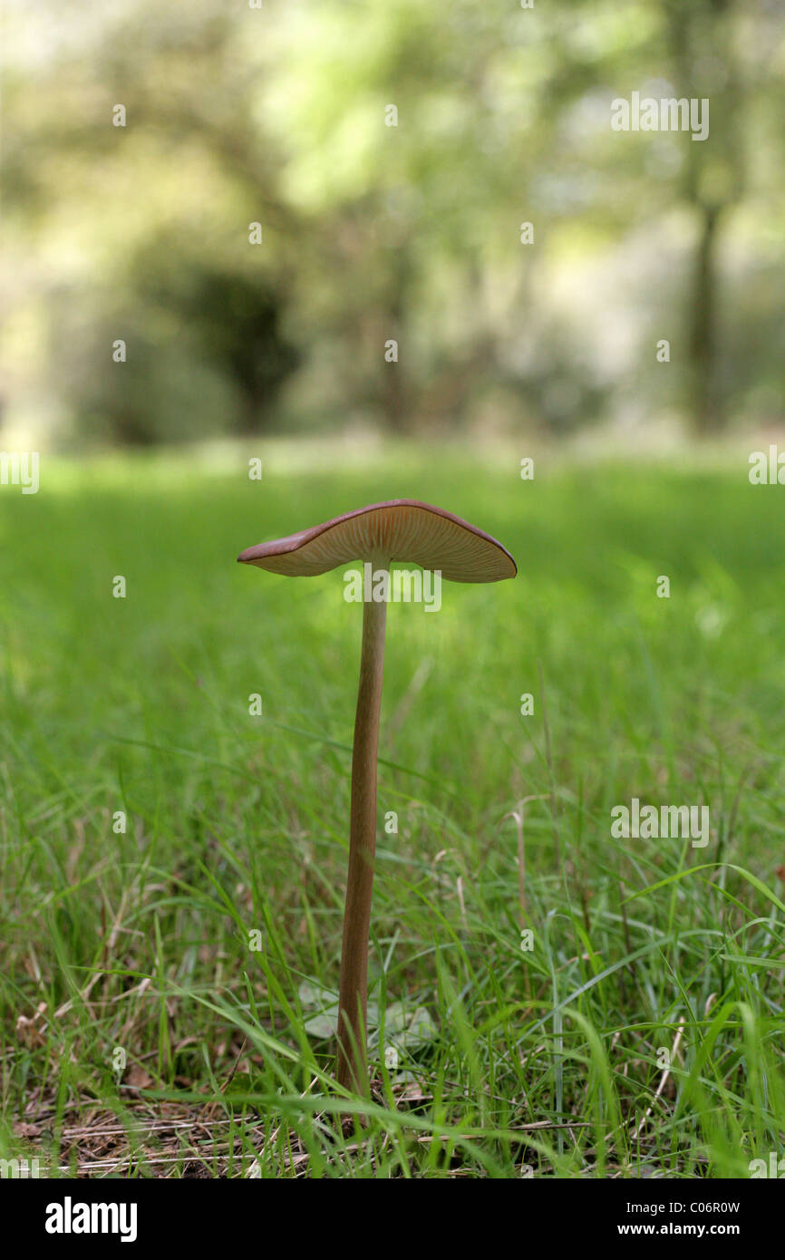 Rooting Shank or Deep Root Mushroom, Xerula radicata (Oudemansiella ...