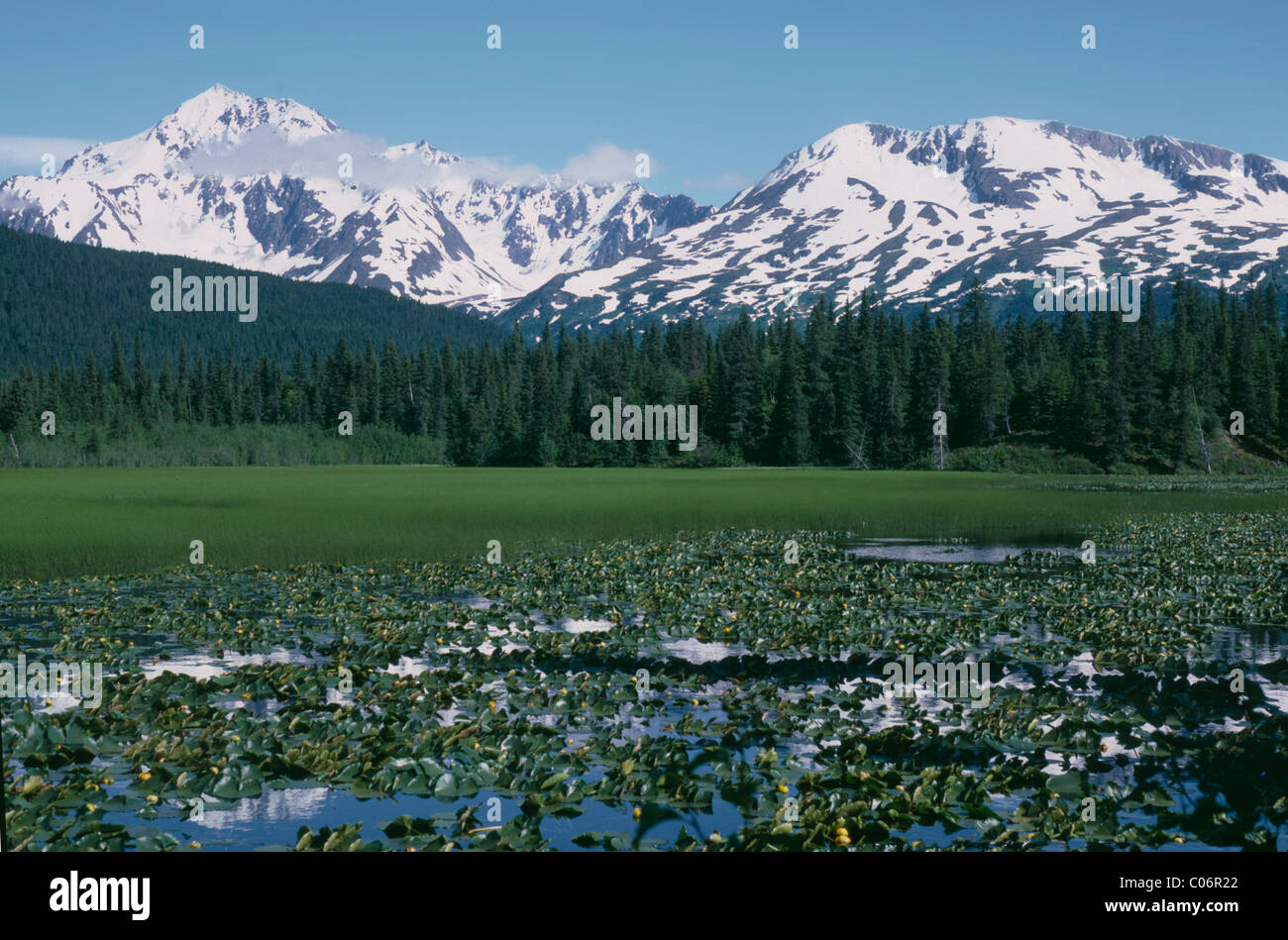 Seward alaska bear hi-res stock photography and images - Alamy